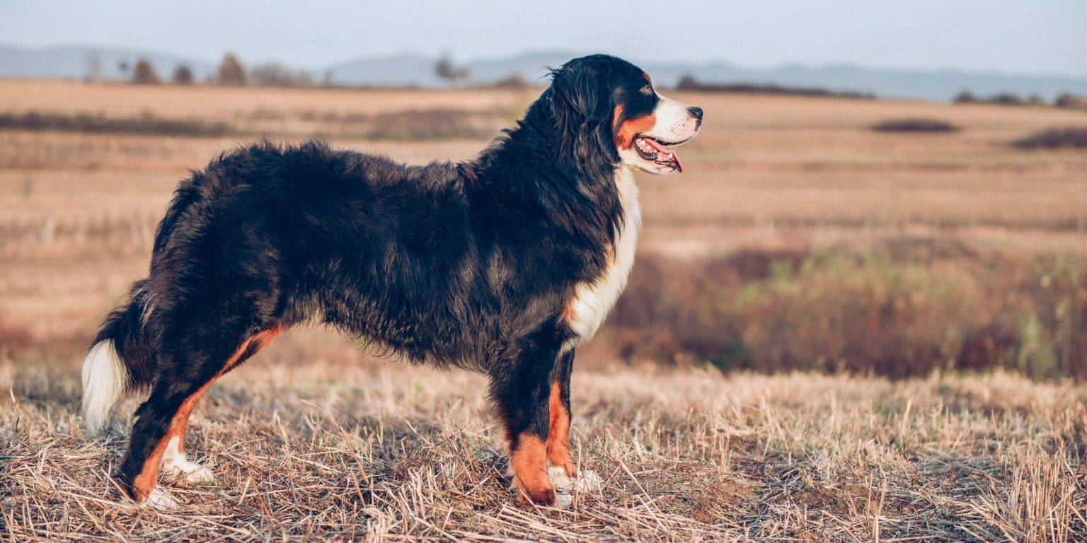 Bernés de la montaña | Todo sobre esta increíble Raza | Doggys Market