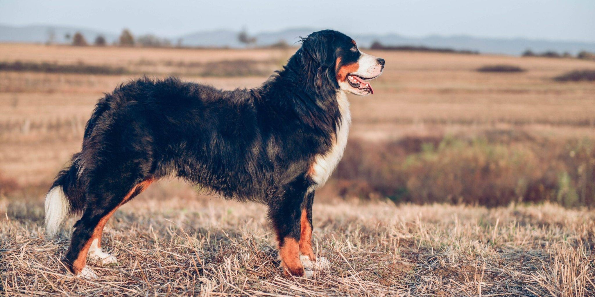 Bernés de la montaña | Todo sobre esta increíble Raza | Doggys Market